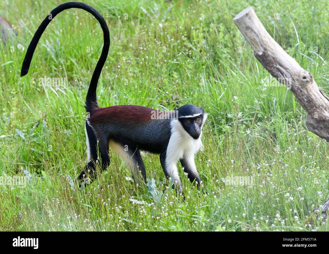 06 May 2021, Berlin: The Roloway monkeys Madiba and his partner Akua ...