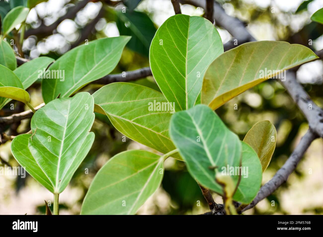 Images Of Banyan Tree Leaves