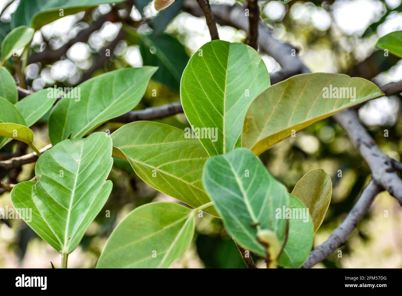 Indian Ficus tree (banyan tree) with leaf and branches ,blur green back ...