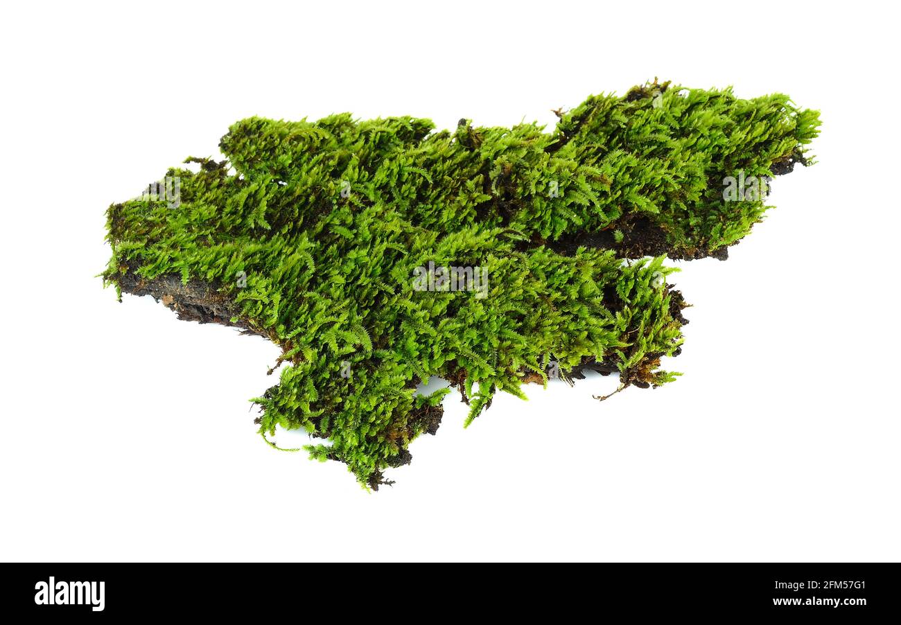 moss isolated on white Stock Photo - Alamy