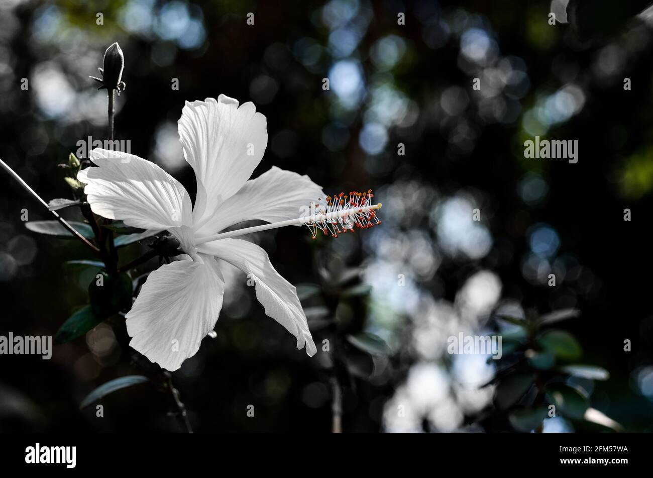 Pink chaba hi-res stock photography and images - Alamy