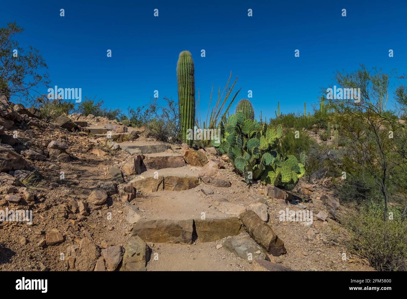Trail through the Sonoran Desert in Saguaro National Park, Tucson ...