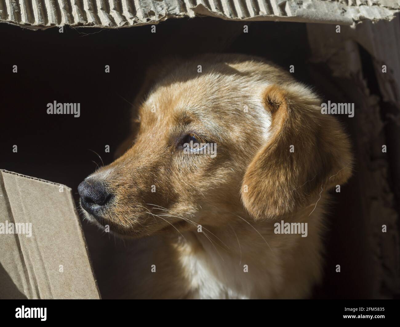 Dog in a box hi-res stock photography and images - Alamy
