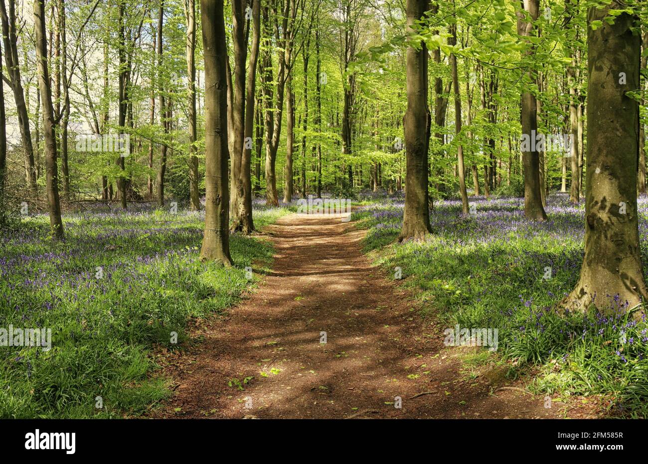 Flora and fauna of the uk woods hi-res stock photography and images - Alamy