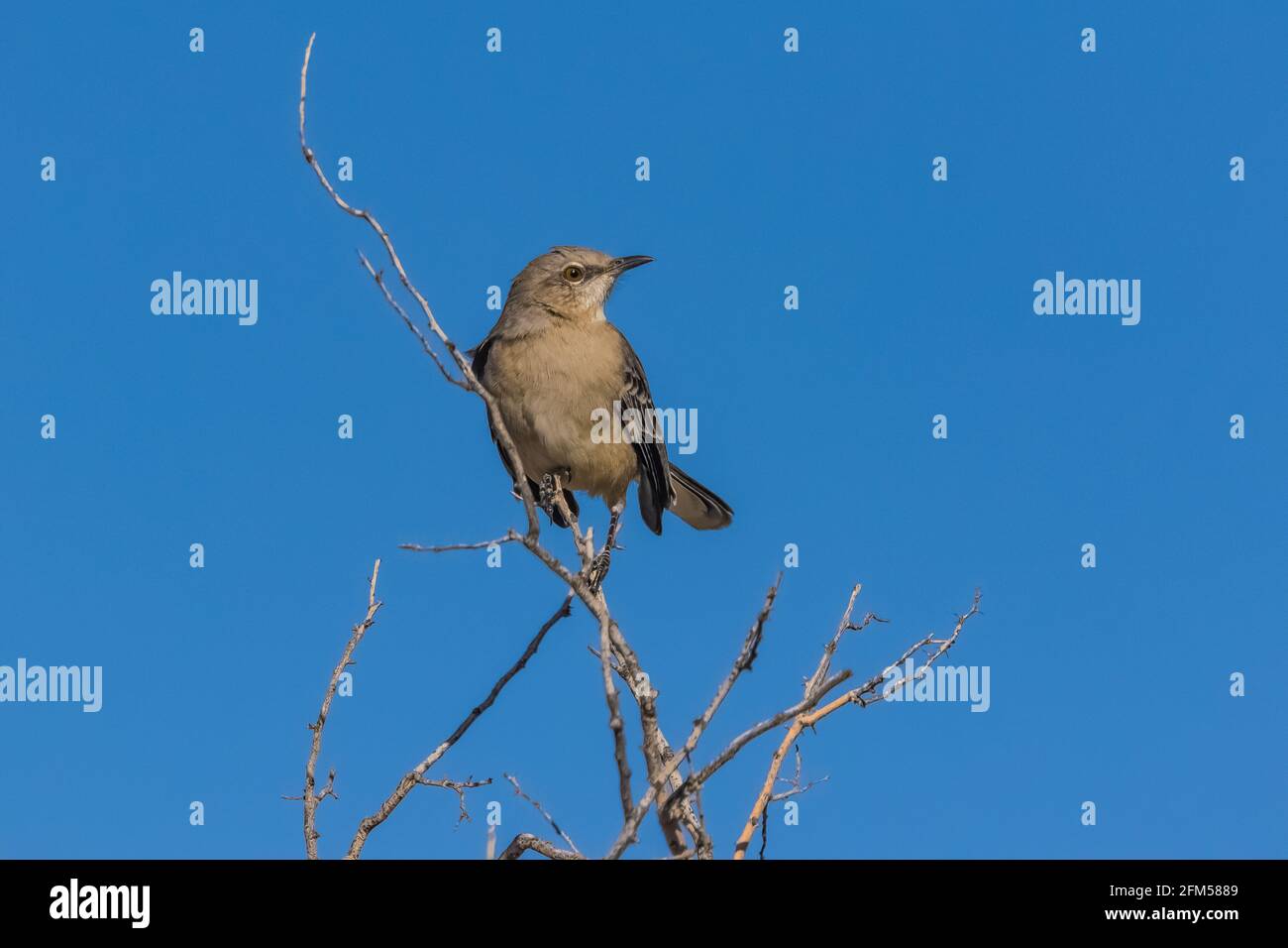 Desert mountain habitat hi-res stock photography and images - Alamy