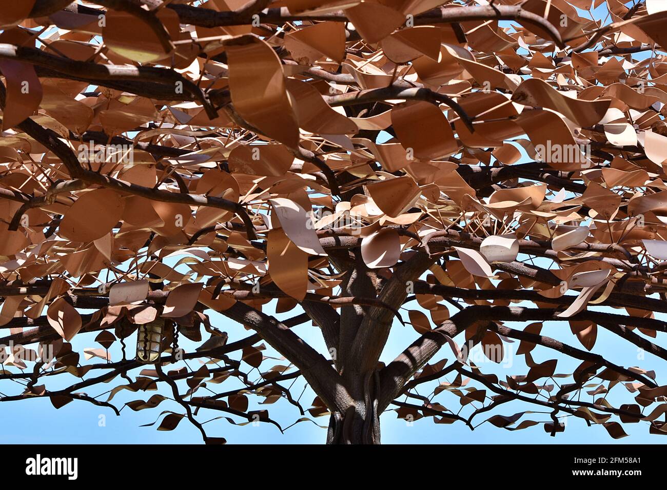 Palm tree copper hi-res stock photography and images - Alamy