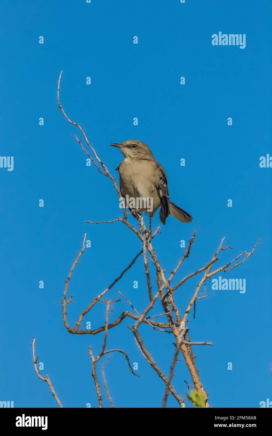 Northern Mockingbird, Mimus polyglottos, in Saguaro National Park ...