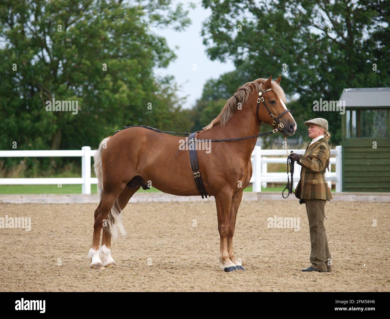 Welsh d stallion in stallion harness hi-res stock photography and ...