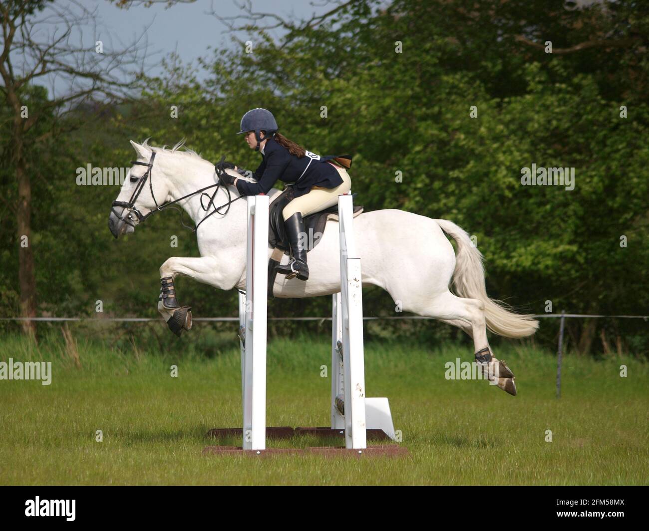 A grey pony and rider clearing a coloured show jump Stock Photo - Alamy