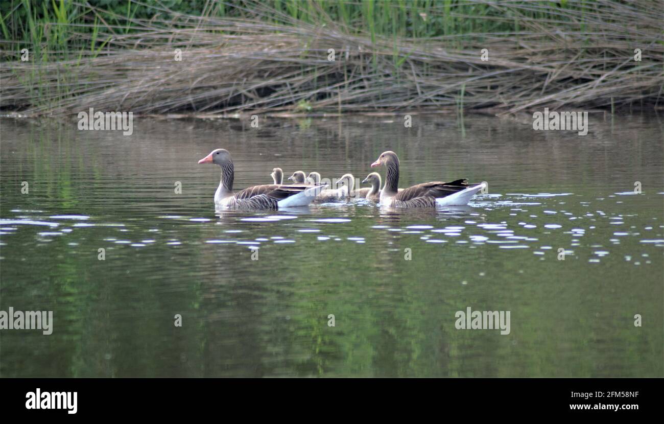 Closeup of a family of greylag goose swimming in the lake during ...