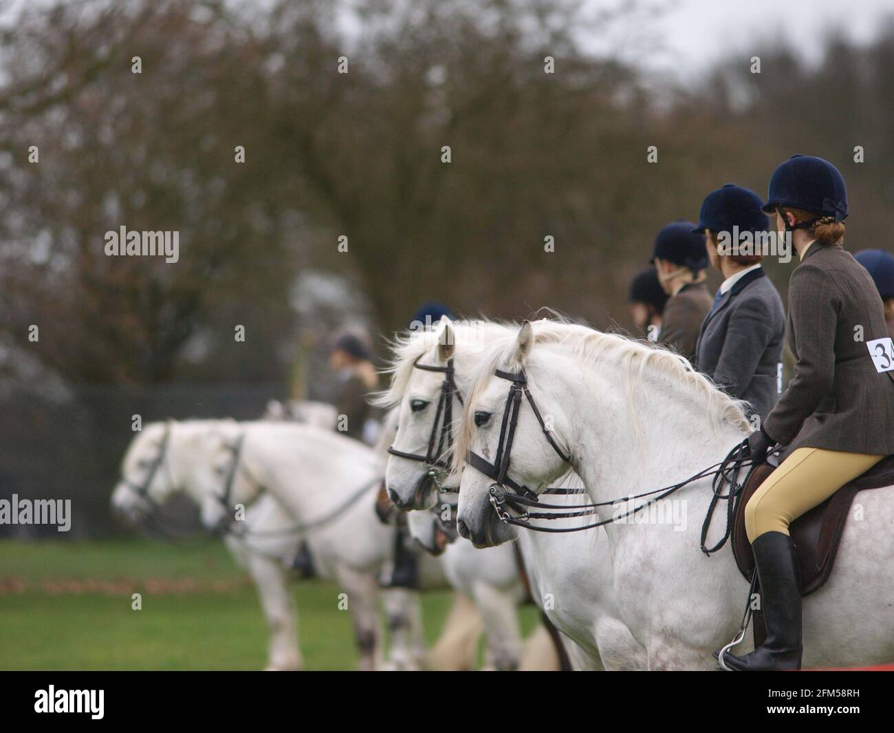 A line of native ponies wait in line at a showing class Stock Photo - Alamy
