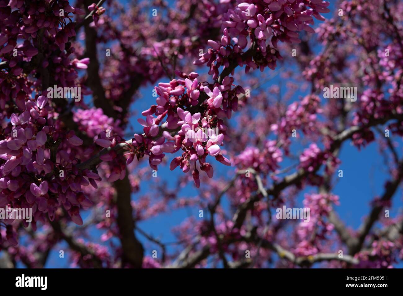 pink flowers of love tree in spring Stock Photo - Alamy