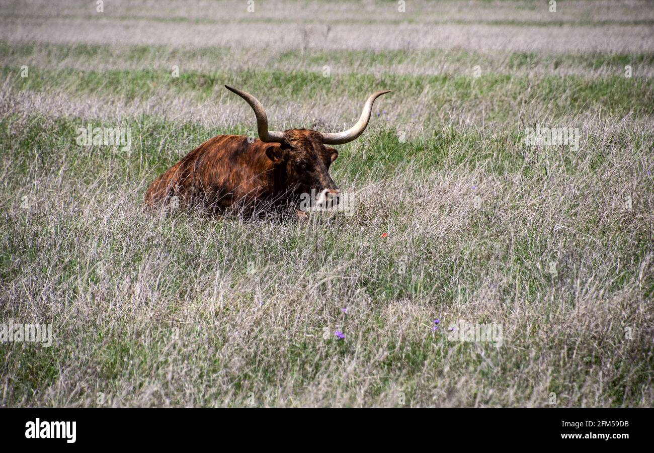 Texas longhorn bull resting in tall grass Stock Photo - Alamy
