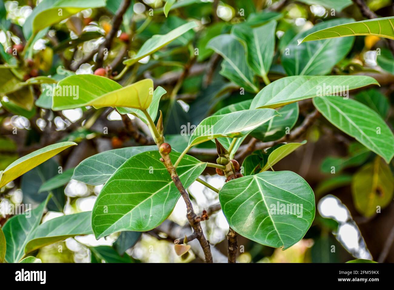 Indian Ficus tree (banyan tree) with leaf and branches ,blur green back ...
