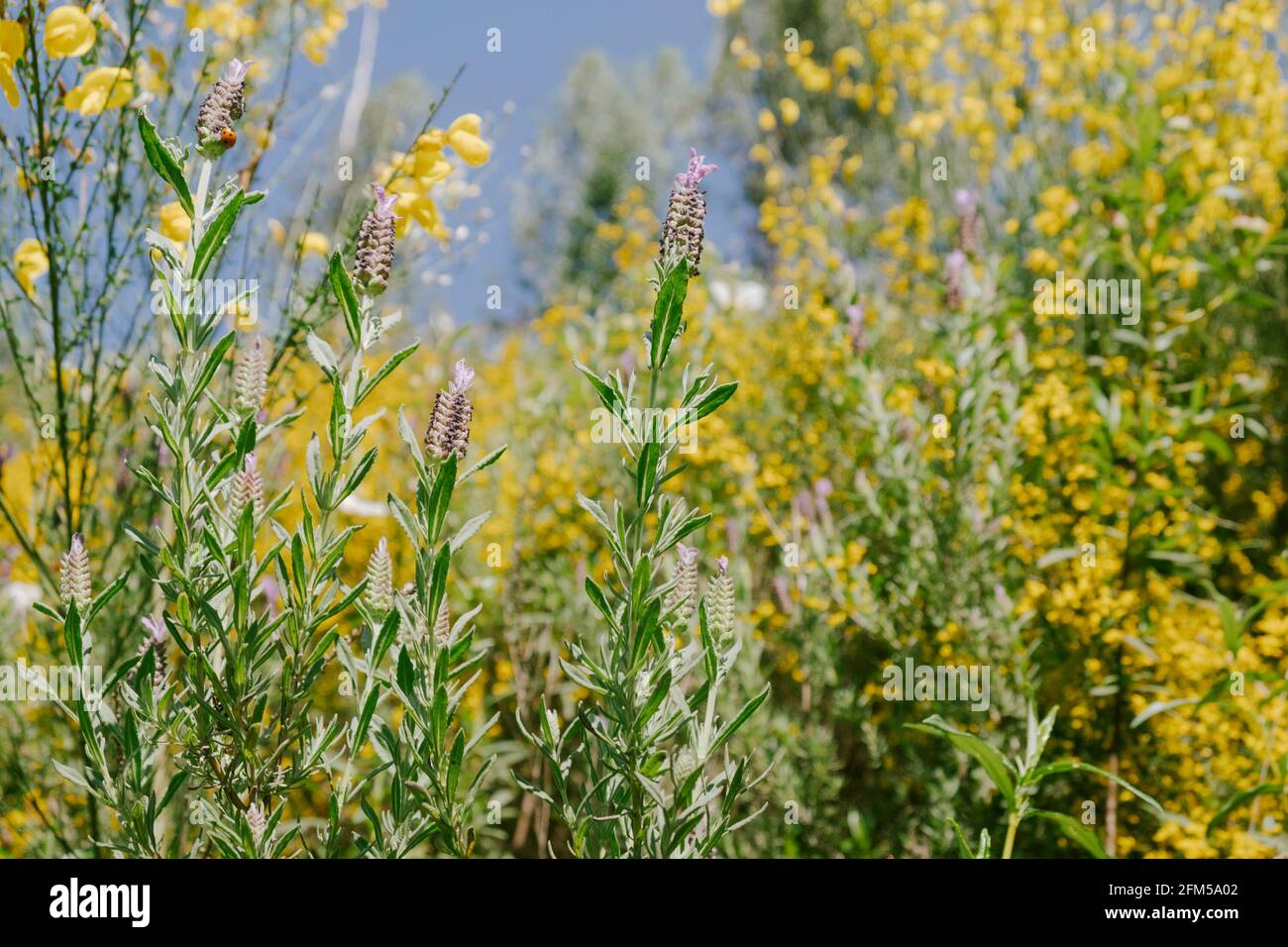 French broom hi-res stock photography and images - Alamy