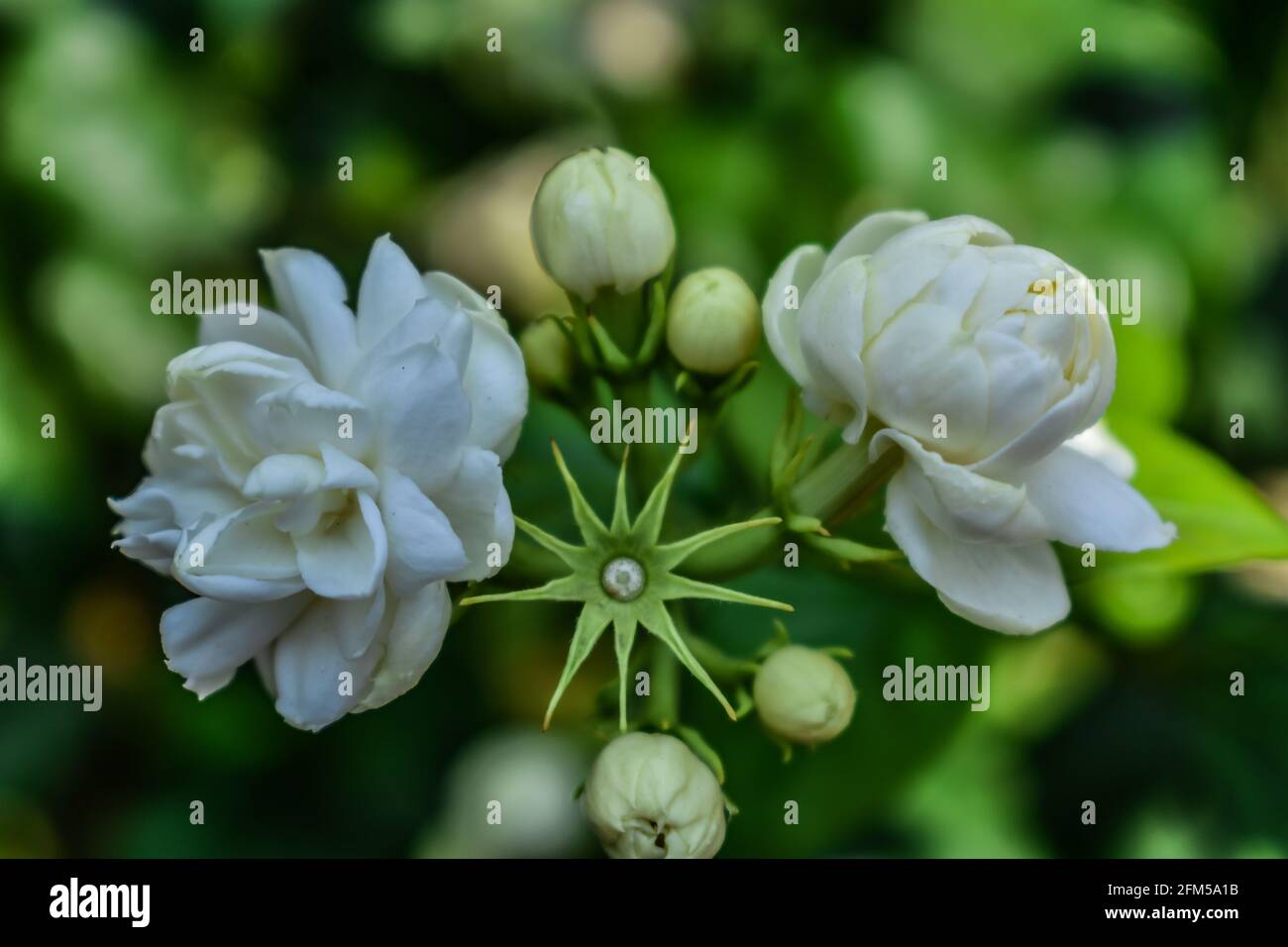 Jasmine wallpaper hi-res stock photography and images - Alamy