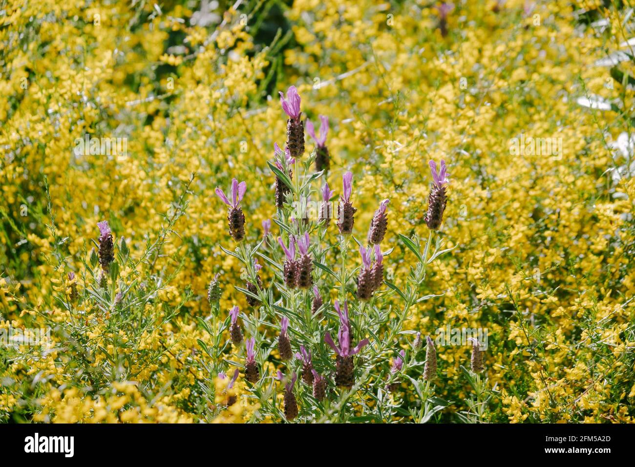 French broom hi-res stock photography and images - Alamy