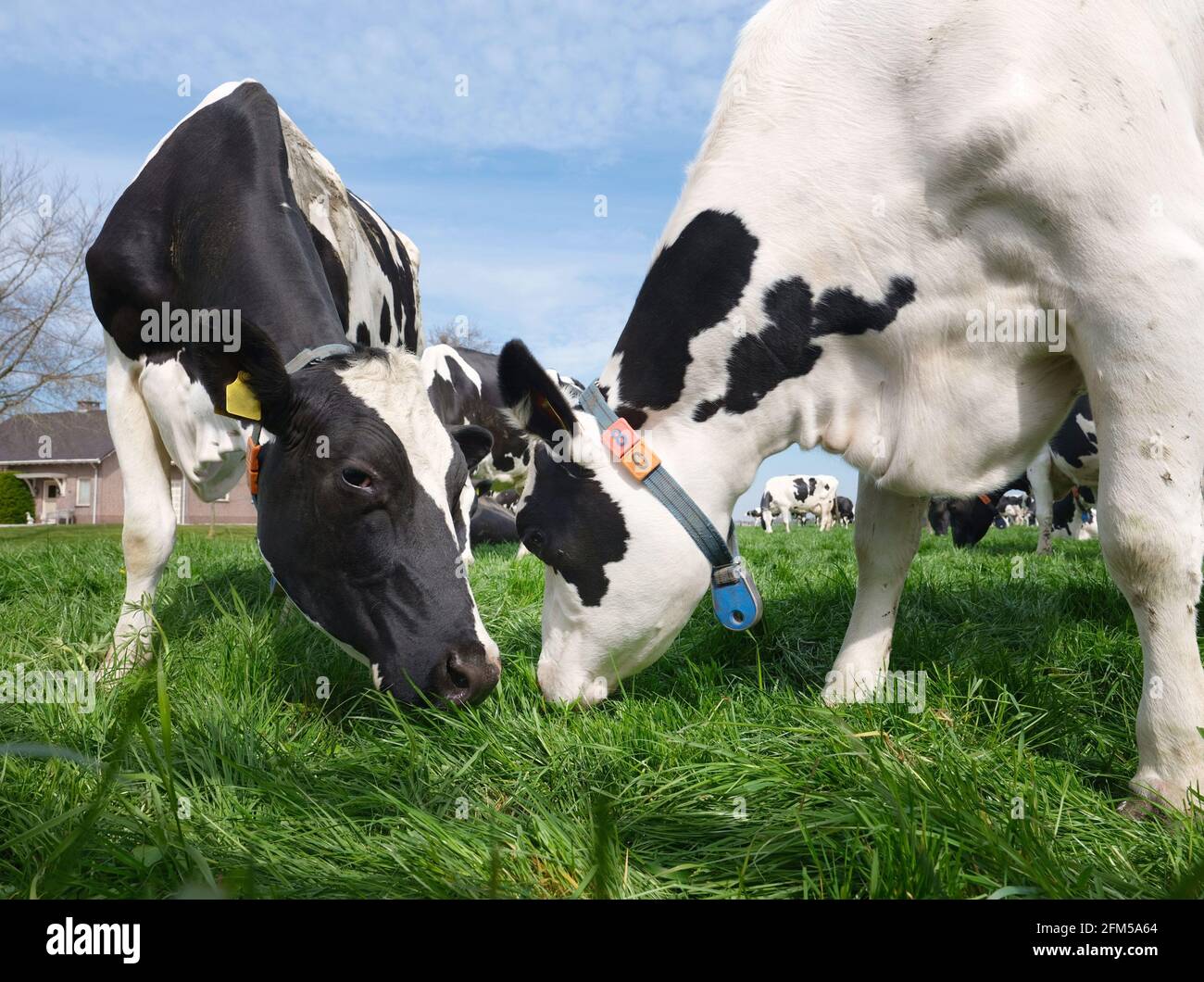 heads of black and white spotted cows closeup in meadow Stock Photo - Alamy