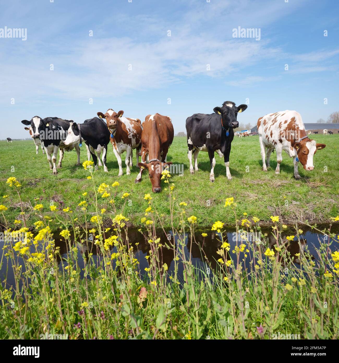 spotted cows and yellow spring flowers in meadow between utrecht and ...
