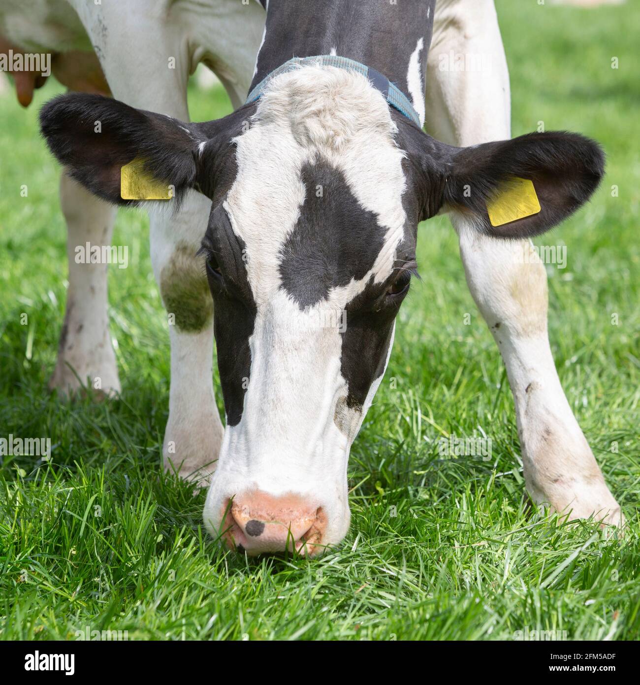 head of black and white spotted cow closeup in meadow Stock Photo - Alamy