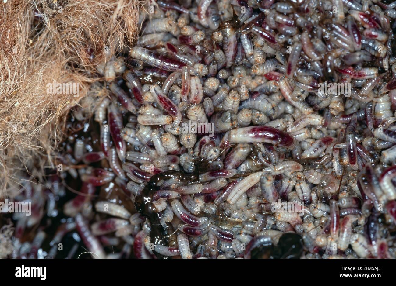 Including The Americas High Resolution Stock Photography and Images - Alamy