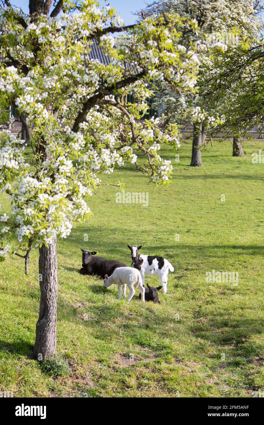 Goat gouda hi-res stock photography and images - Alamy
