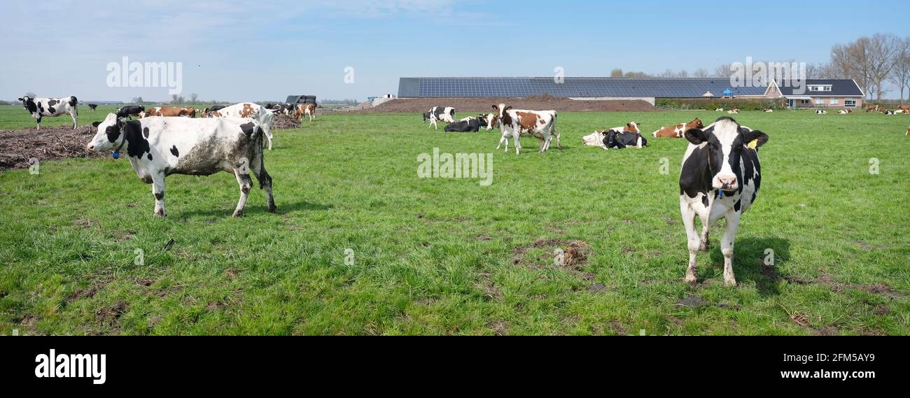 spotted cows and farm in meadow between utrecht and gouda in holland ...