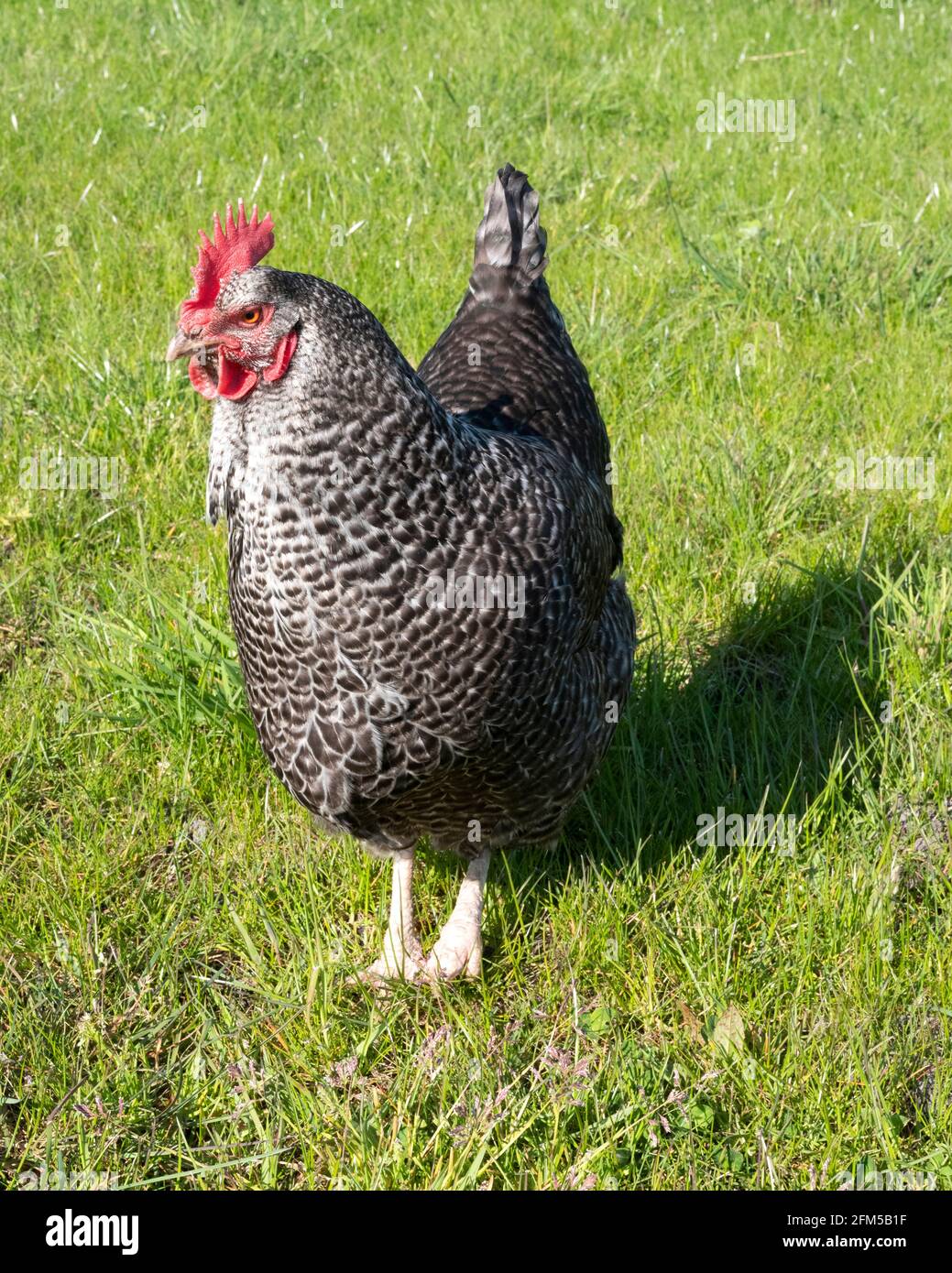 Barred plymouth rock hen hi-res stock photography and images - Alamy