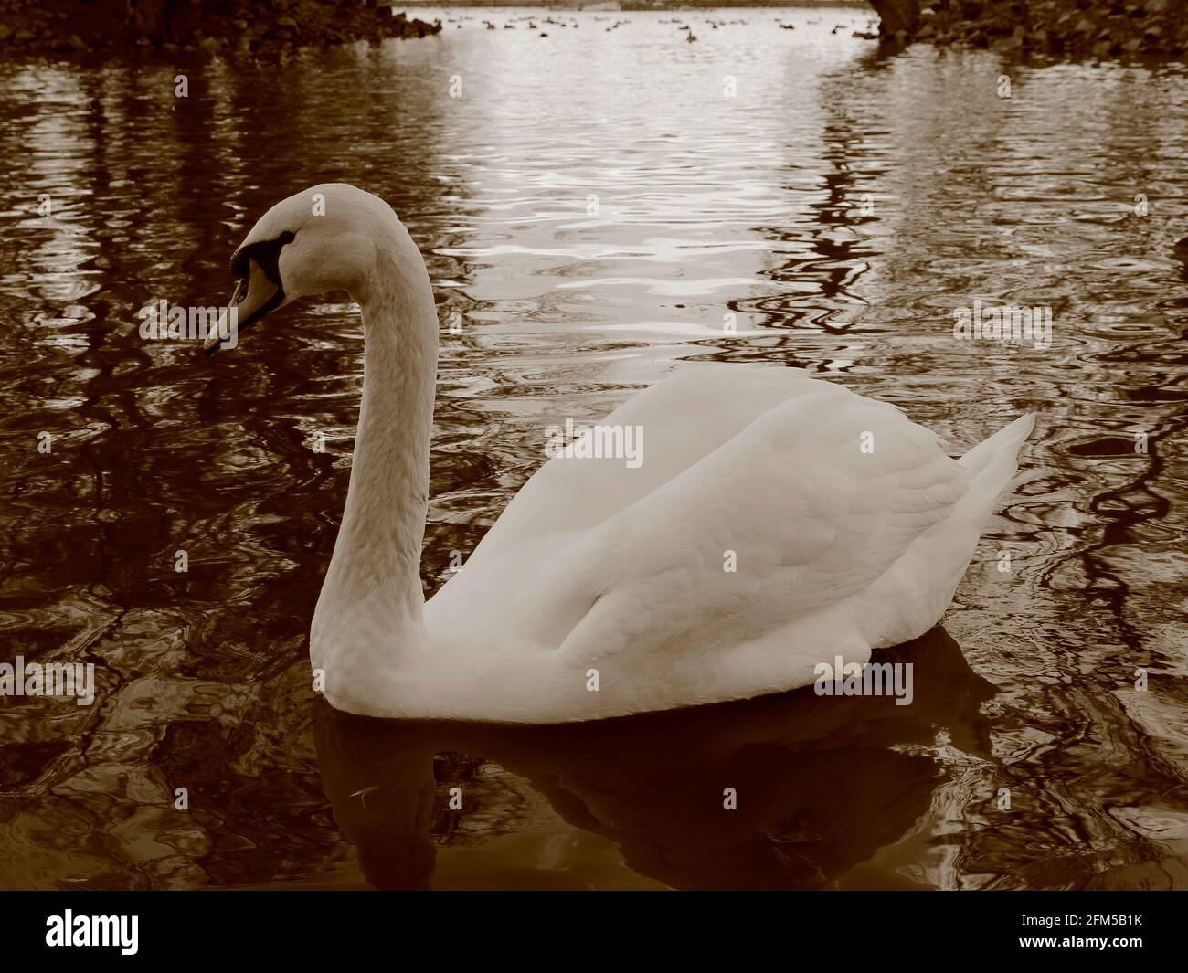 White swan gracefully swims alone in an autumn lake with reflections of ...