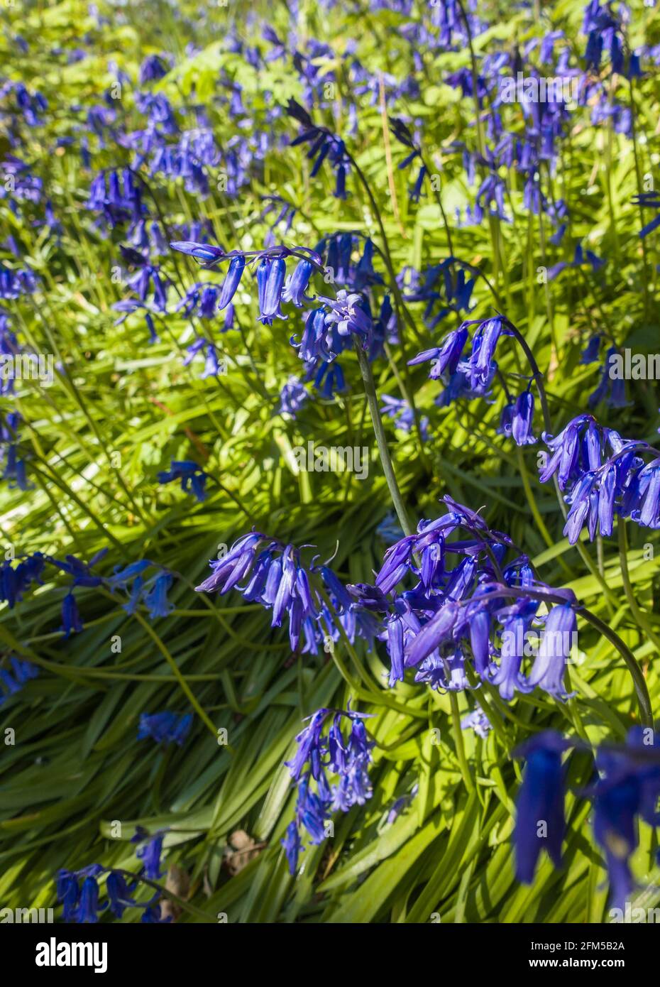 Bluebell (Hyacinthoides non-scripta) growing on a nature reserve in the ...