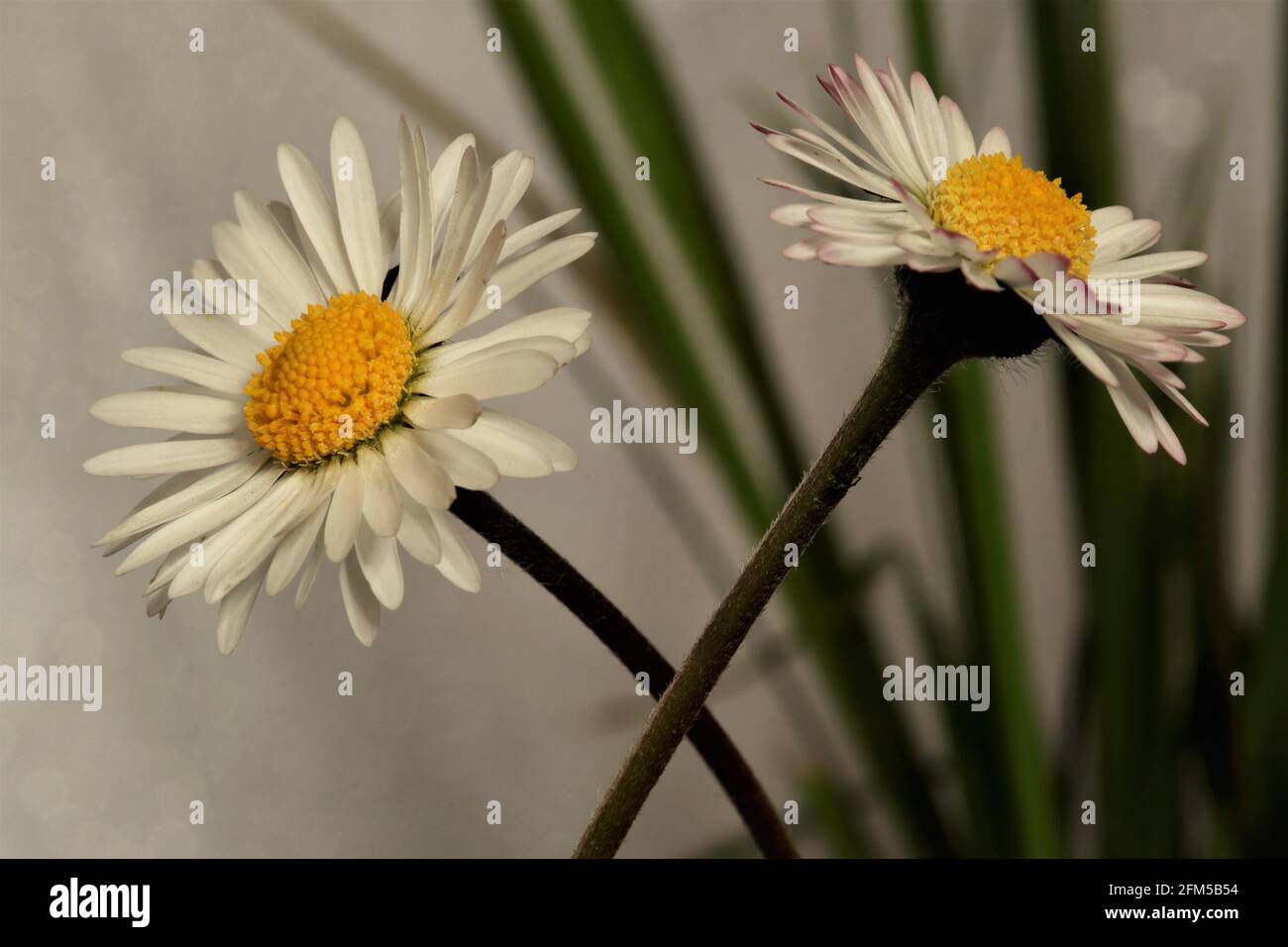 Daisies pictured close up Stock Photo - Alamy