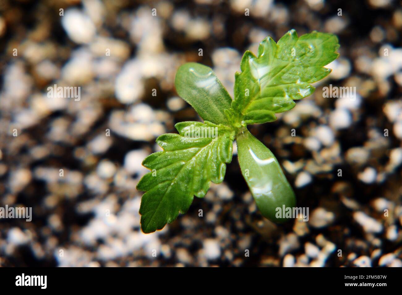 Cannabis sprout close up. Fresh young marijuana leaves grows in soil ...