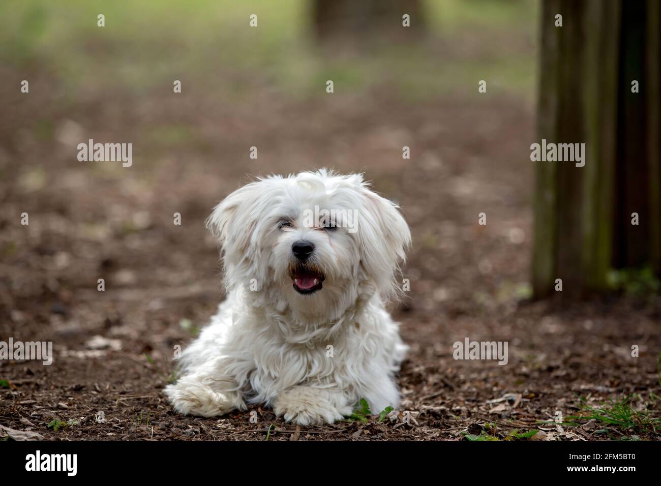 White fluffy maltese puppy dog in the park, family pet Stock Photo - Alamy