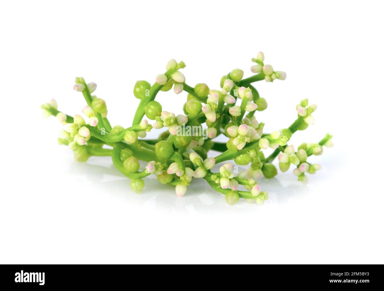 fresh malabar spinach or Ceylon spinach isolated on white background ...