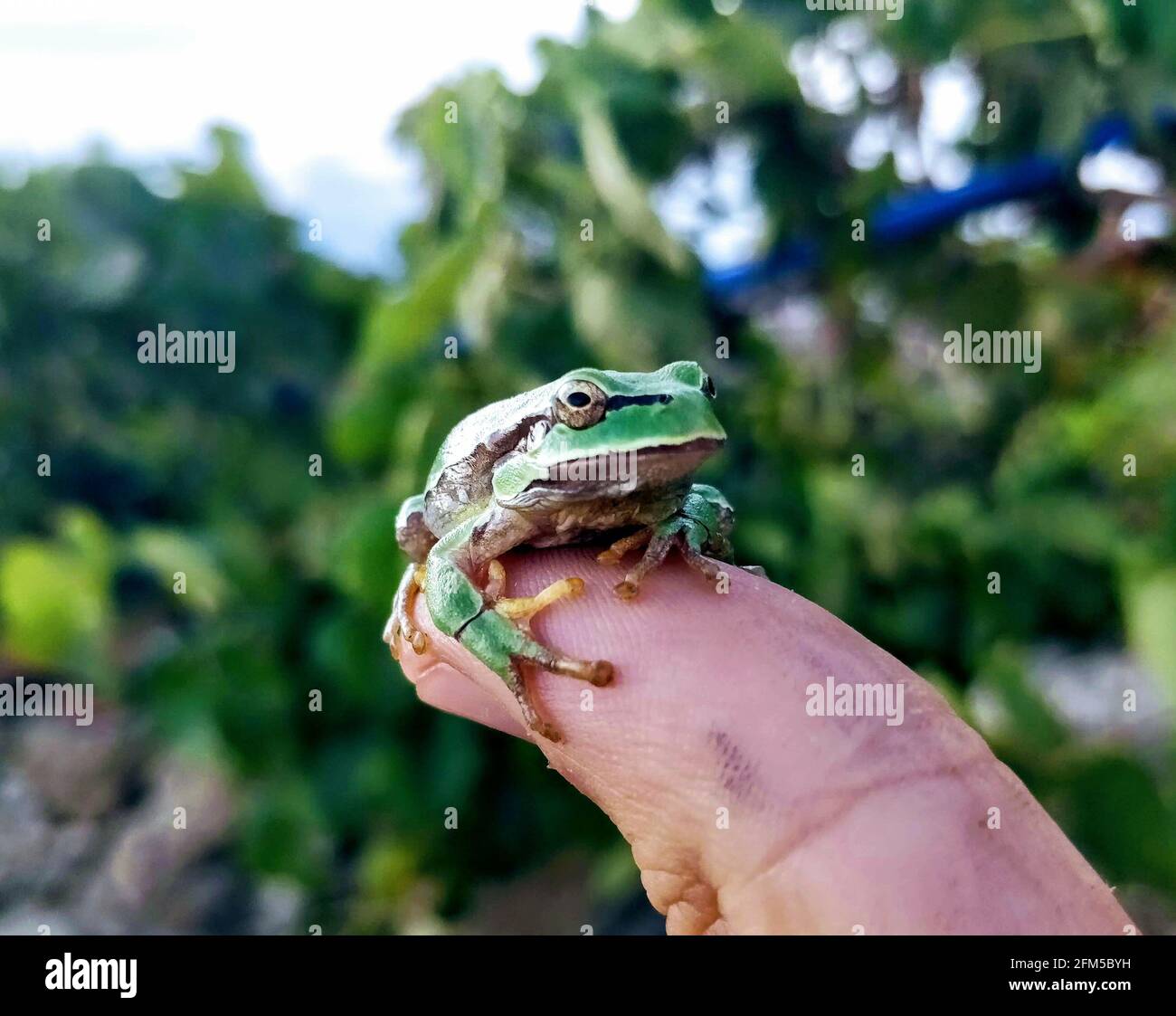 Frog on hand hi-res stock photography and images - Alamy