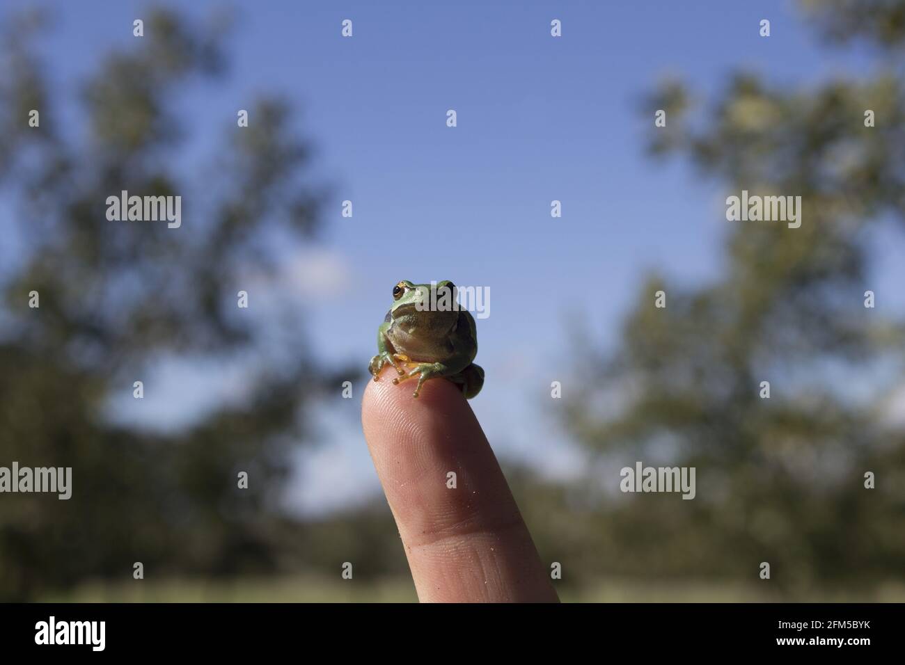Frog on hand hi-res stock photography and images - Alamy