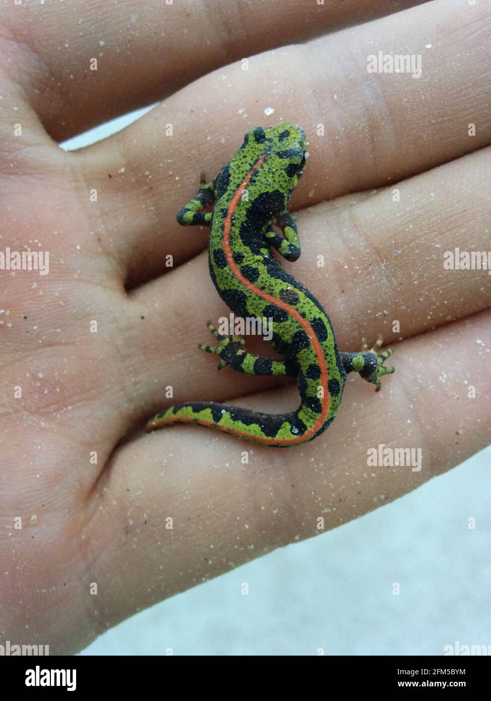 Hand lizard hi-res stock photography and images - Alamy
