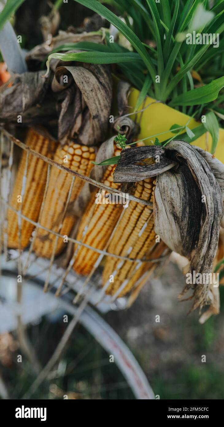 Vertical shot of corn in a bicycle basket, outdoors in a garden during ...