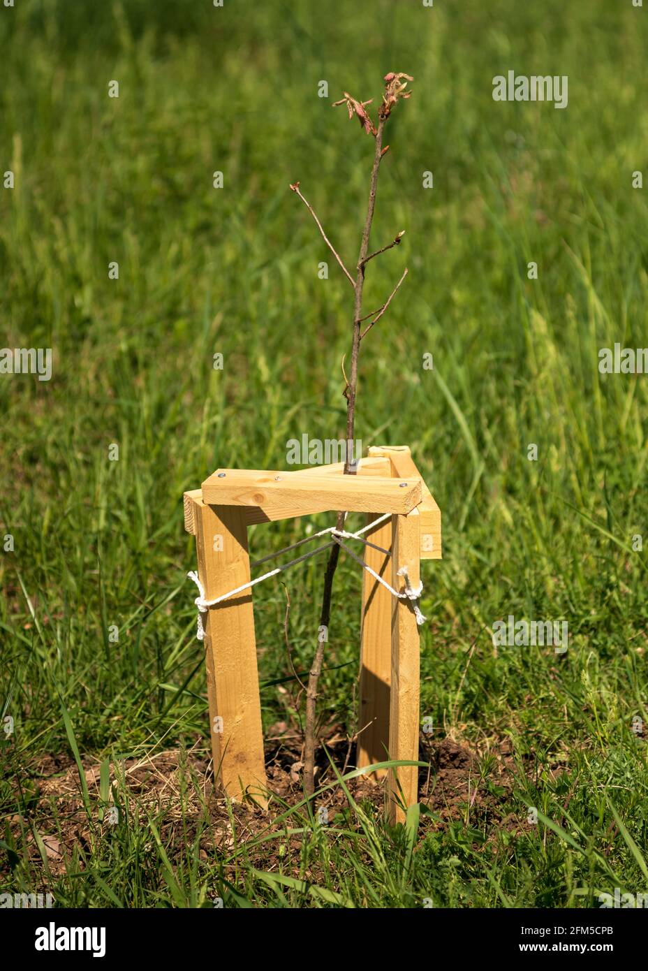 Young recently planted tree protected by supporting wooden stakes and ...