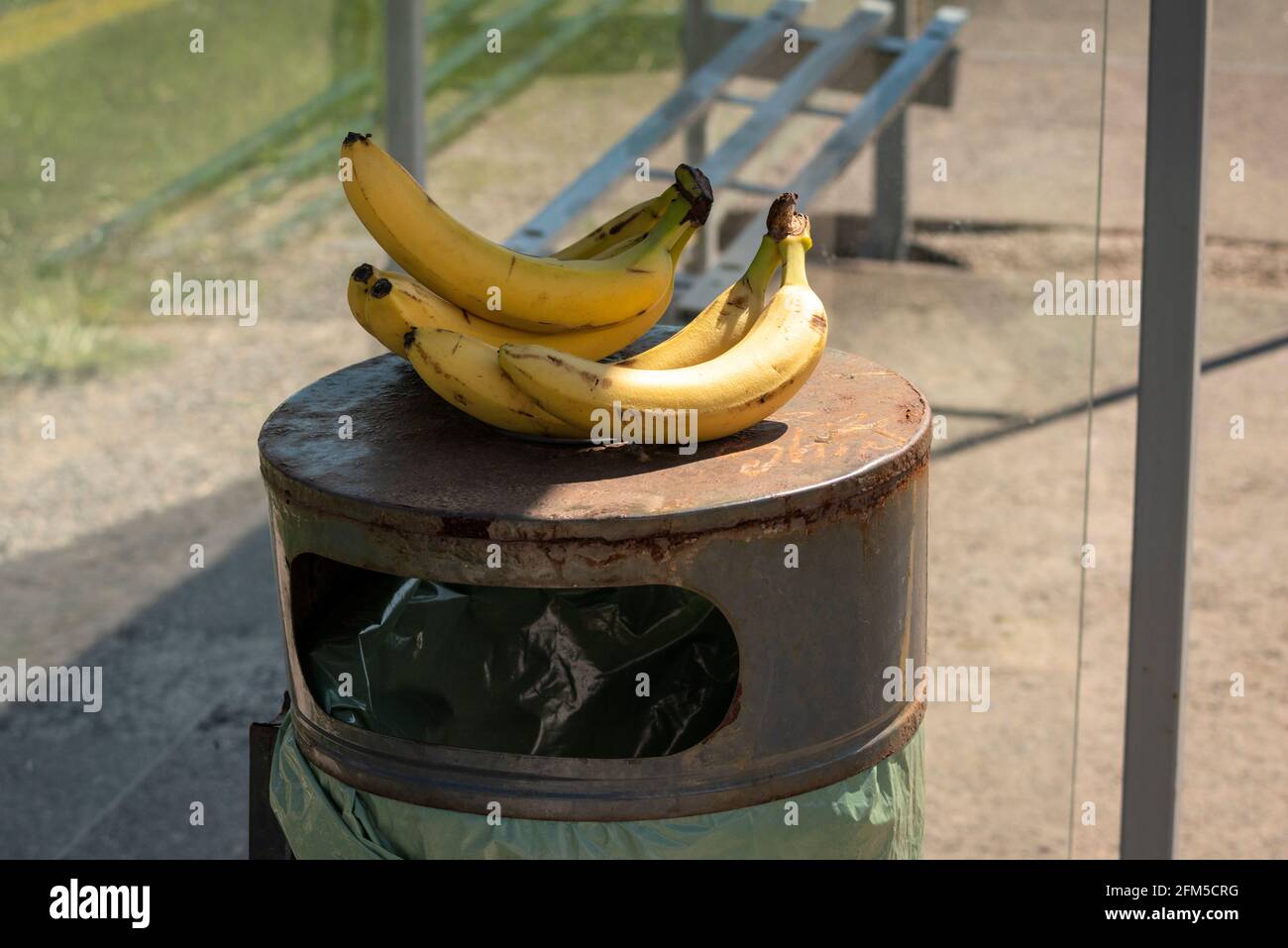 Bunch of ripe bananas left on trash bin at a bus stop in Sofia ...