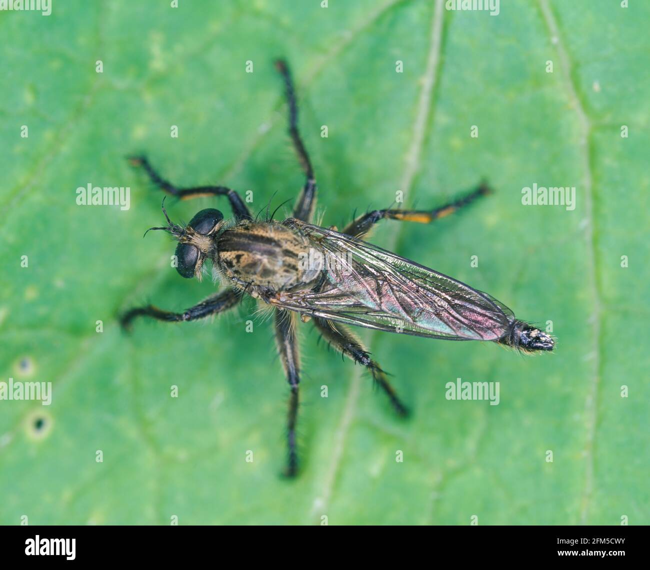 Aggressive Insects High Resolution Stock Photography and Images - Alamy