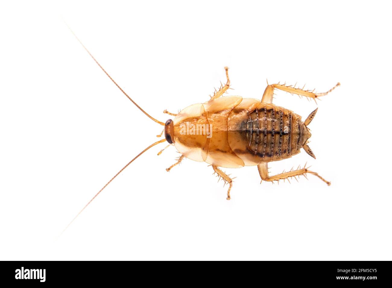 Image of brown forest cockroach on white background. From top view ...