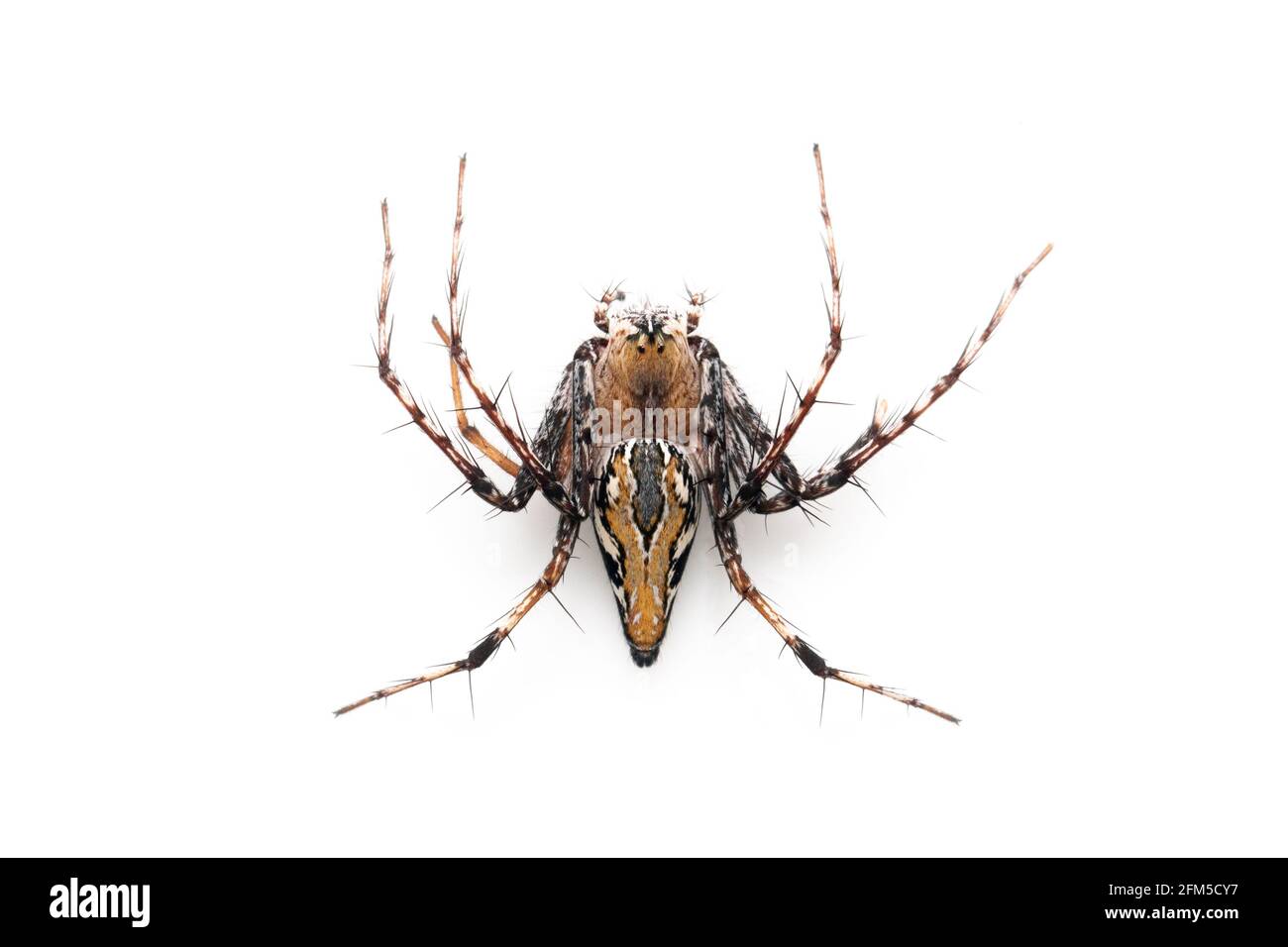 Image of brown lynx spiders on white background. From top view. Insect ...