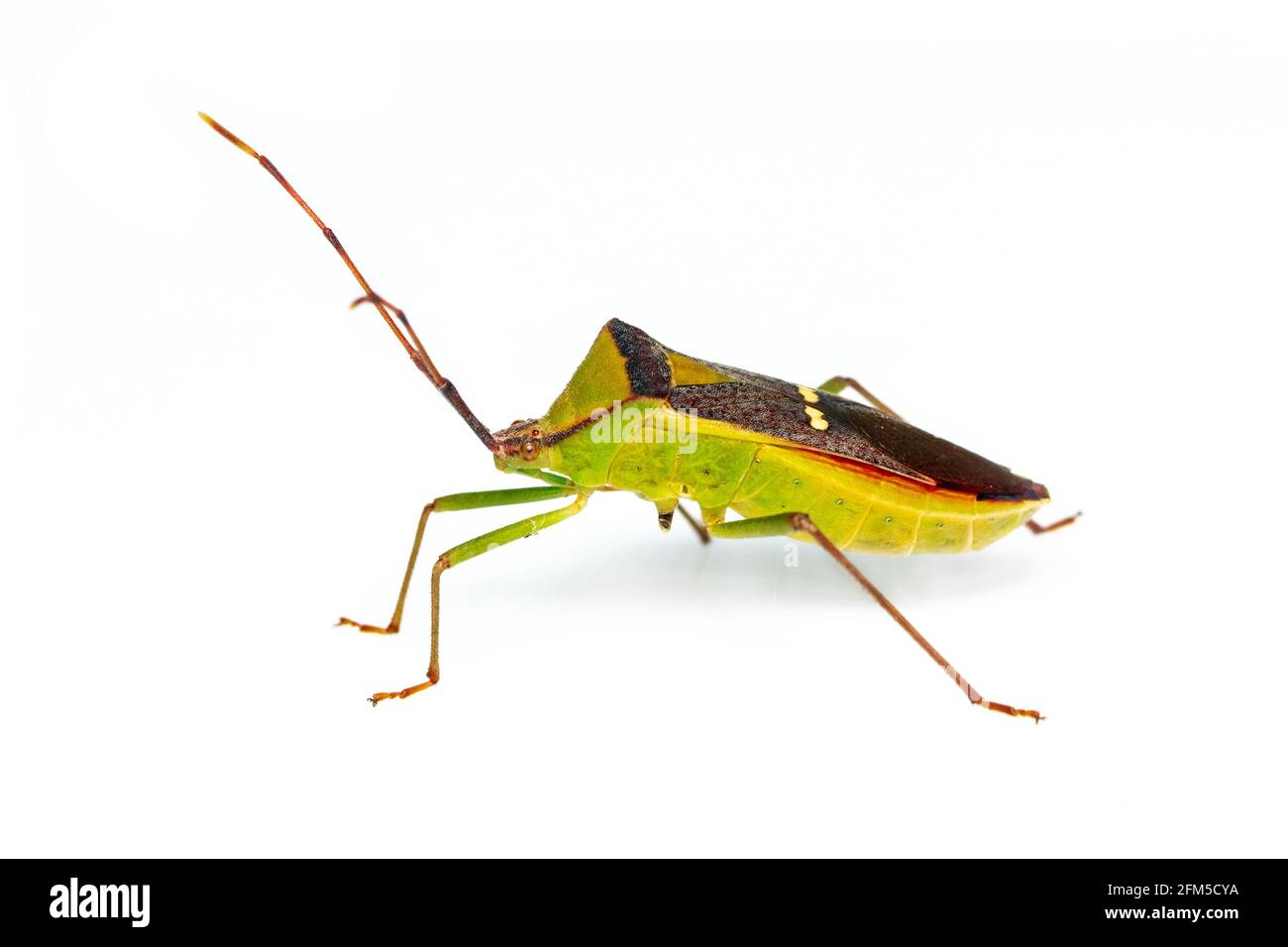Green legume pod bug hi-res stock photography and images - Alamy