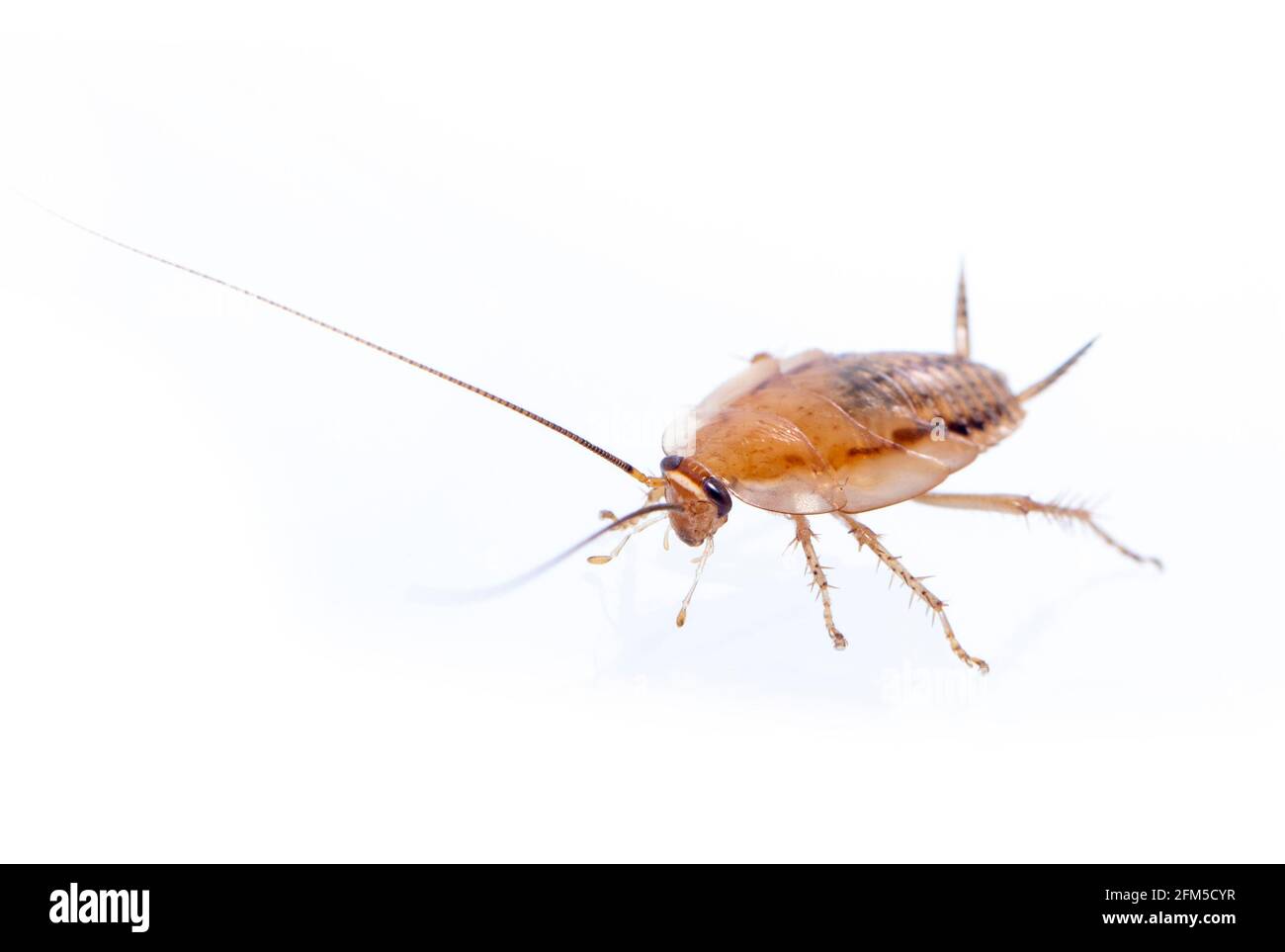Image of brown forest cockroach on white background. From side view ...