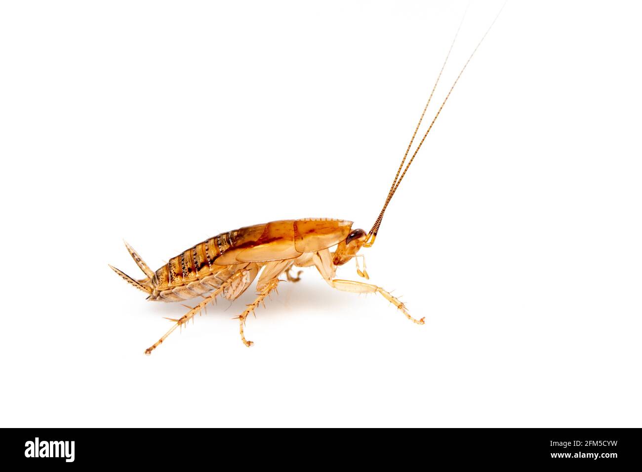 Image of brown forest cockroach on white background. From side view ...