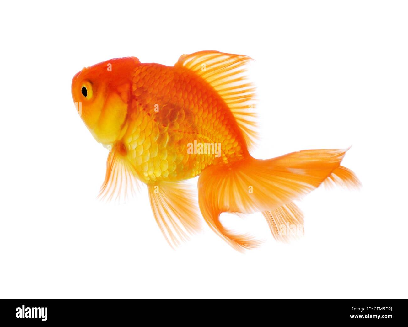 goldfish isolated on white background Stock Photo - Alamy