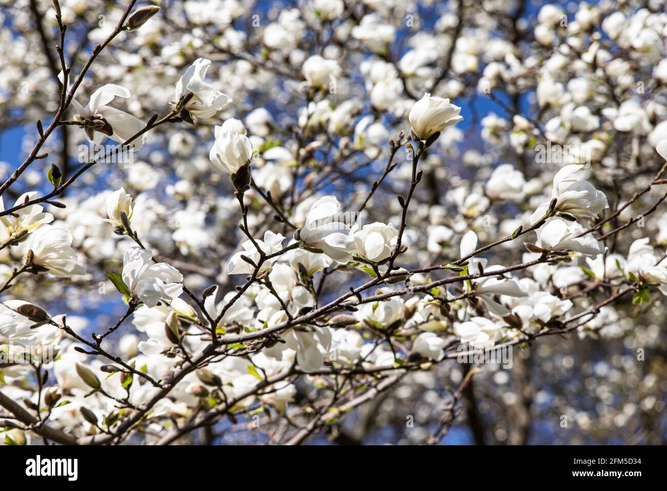 Beautiful white magnolia flowers in the spring season on the magnolia ...