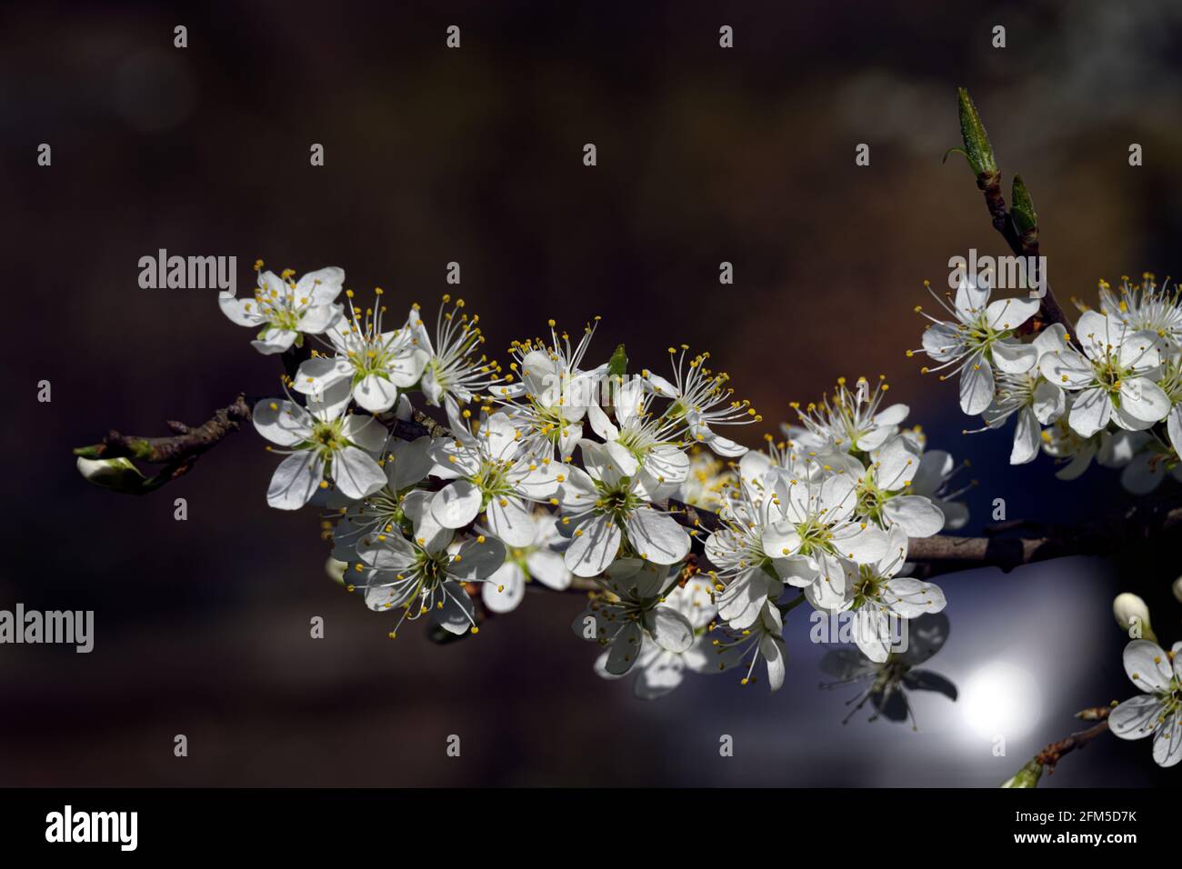 Damson prunus domestica subsp insititia hi-res stock photography and ...