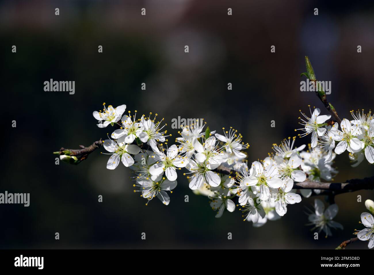 Damson prunus insititia blossom hi-res stock photography and images - Alamy